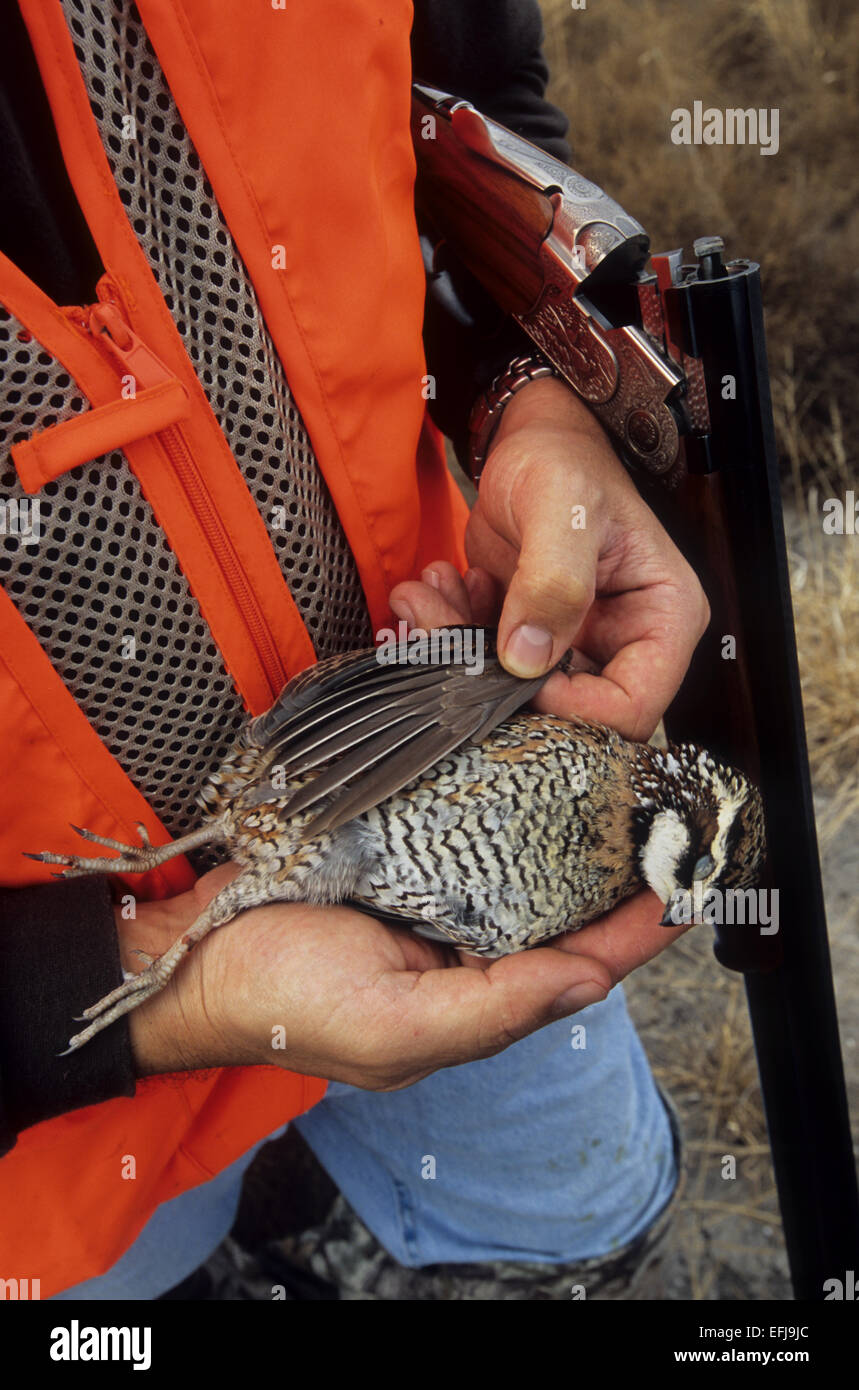 A Texas quail hunter holding Bobwhite quail (Colinus virginianus) and a ...
