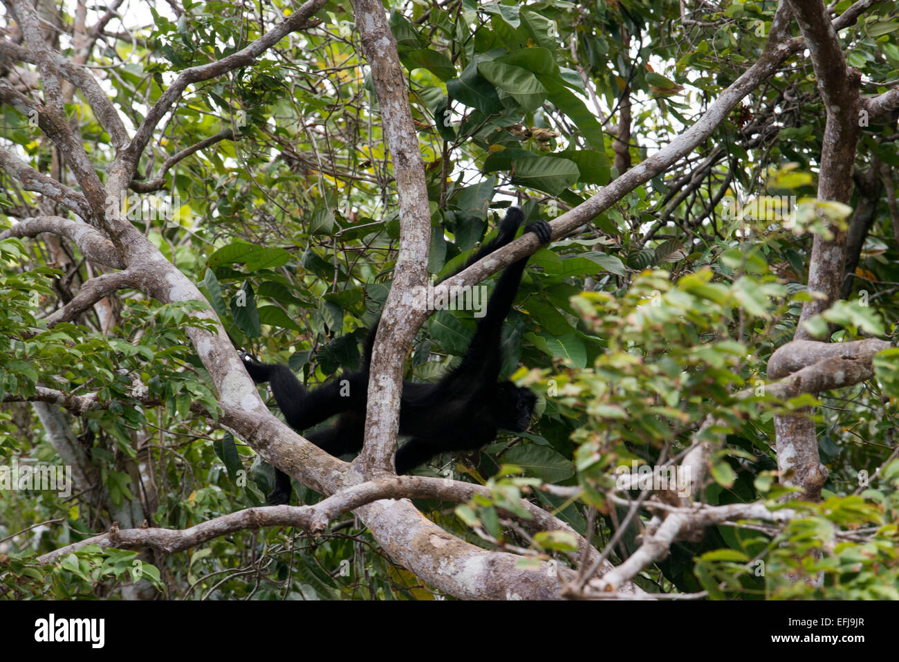 Spider monkey at Villagers of the Native Indian Embera Tribe, Embera ...