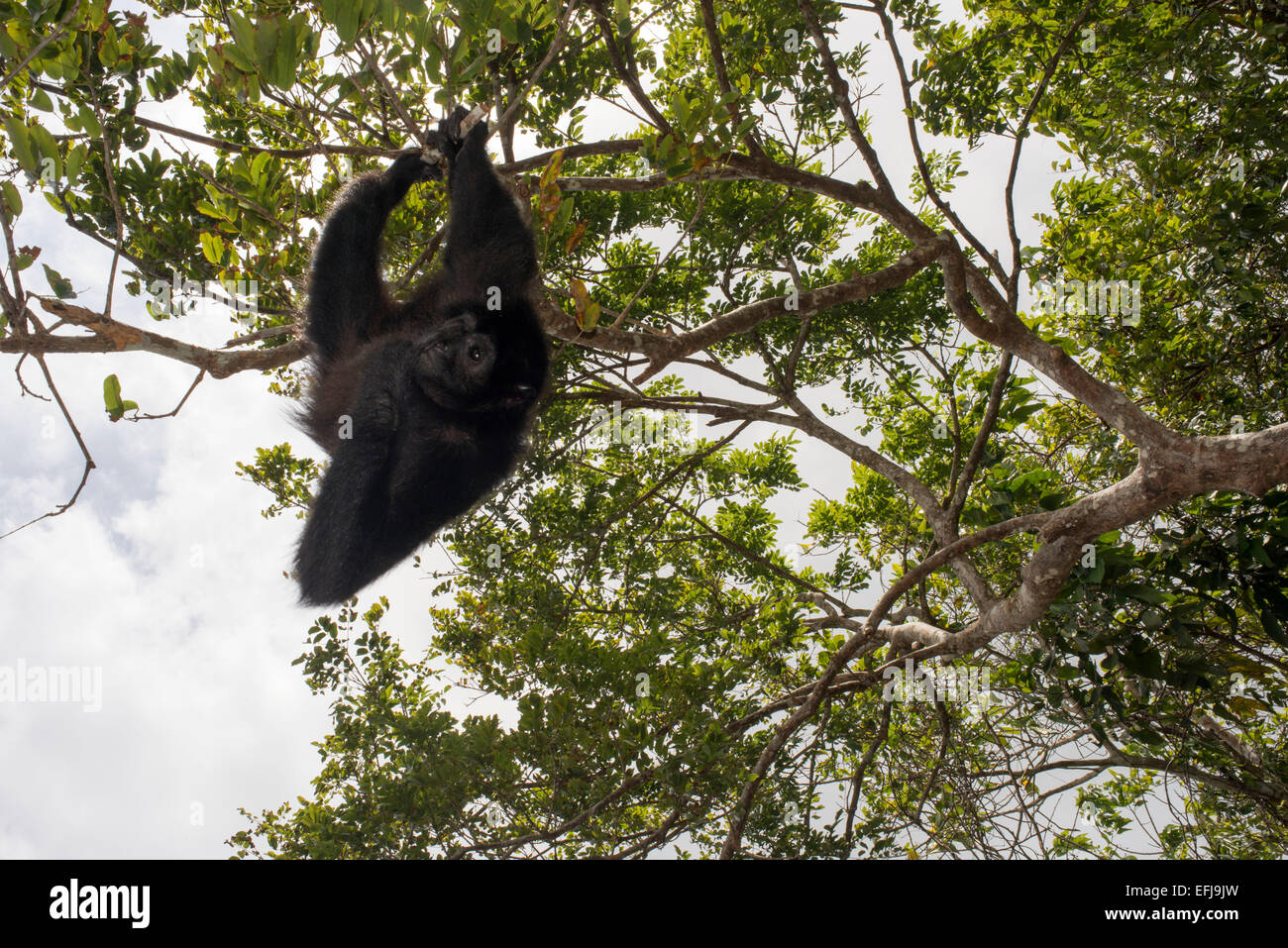 Spider monkey at Villagers of the Native Indian Embera Tribe, Embera ...