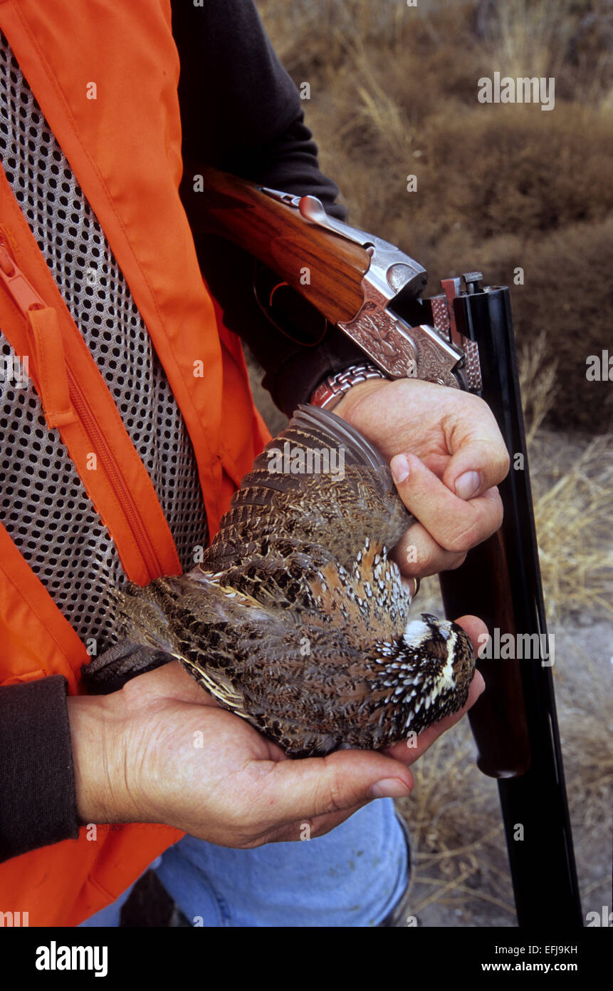 A Texas quail hunter holding Bobwhite quail (Colinus virginianus) and a ...