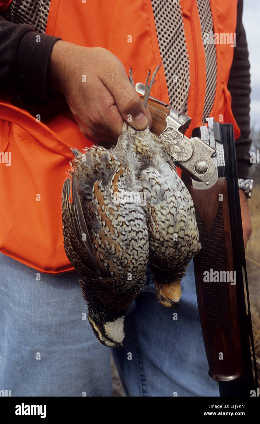 A Texas quail hunter holding Bobwhite quail (Colinus virginianus) and a ...