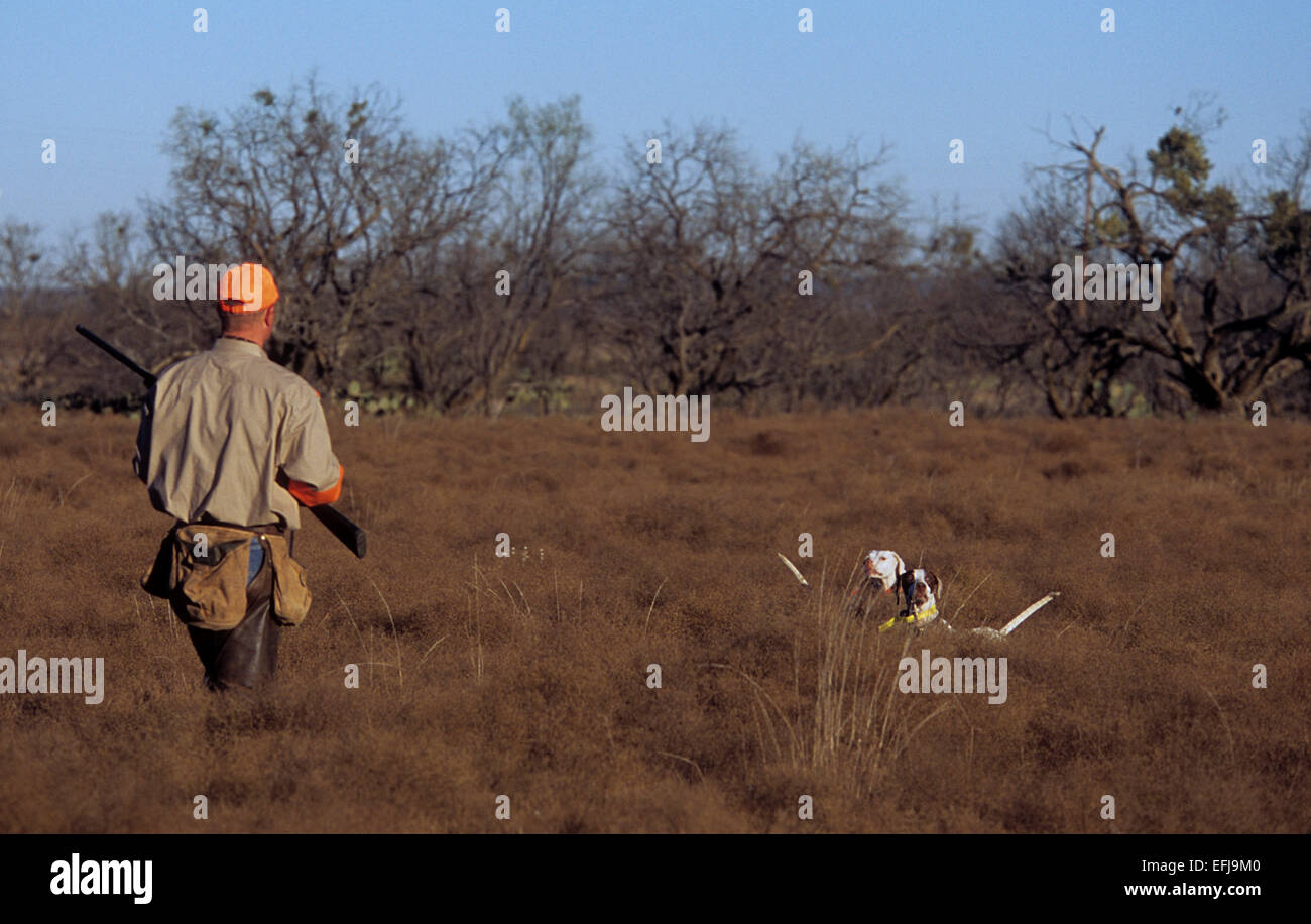 Texas quail hunter approaches two English Pointer dogs pointing a covey ...