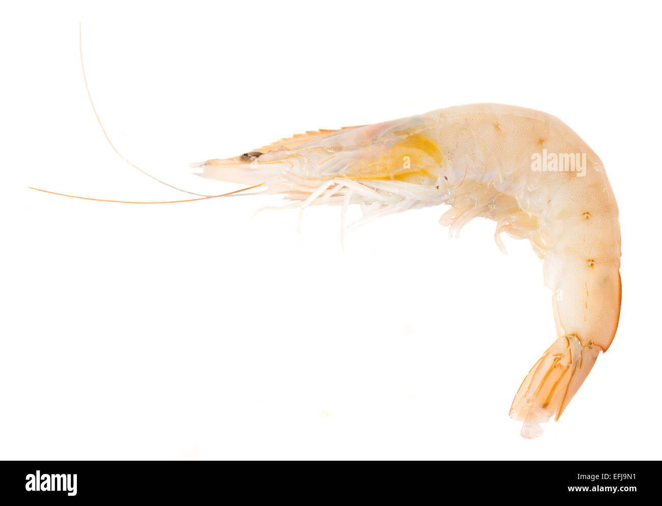 one prawn Stock Photo - Alamy