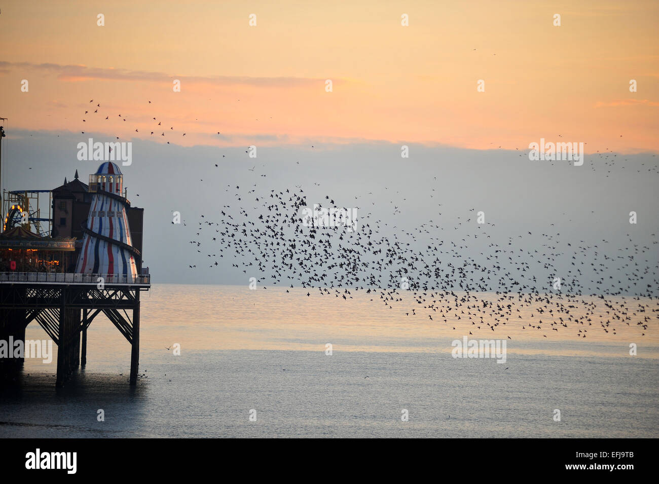 Birds of brighton hi-res stock photography and images - Alamy