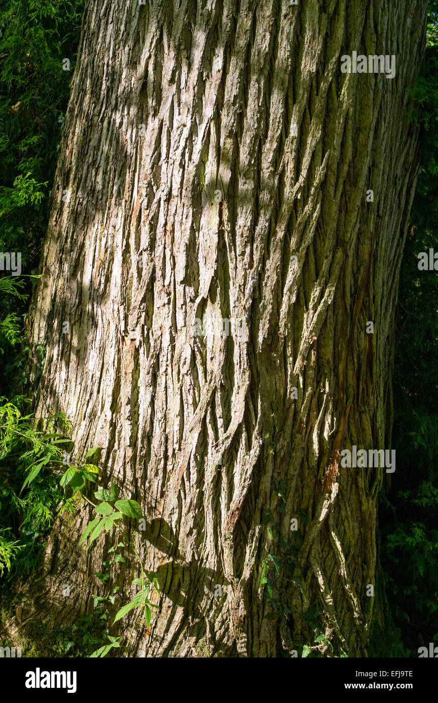 Sweet chestnut trees hi-res stock photography and images - Alamy