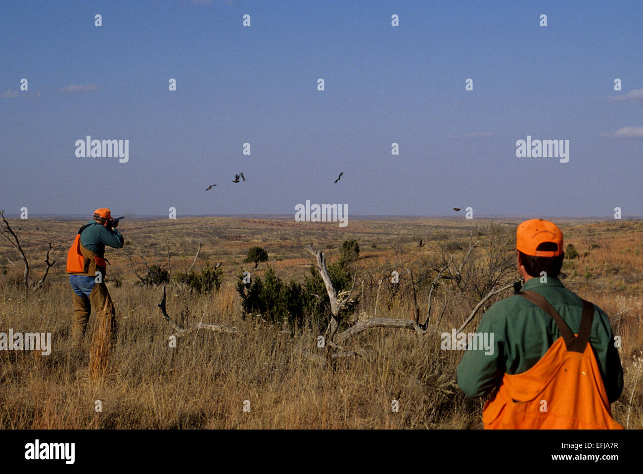 Quail flying hi-res stock photography and images - Alamy