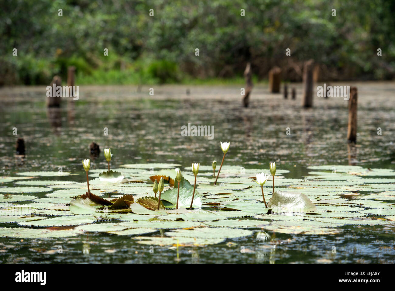 Victoria regia lily hi-res stock photography and images - Alamy