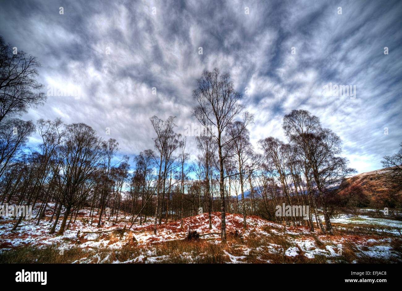 Winter Birch trees, Watendlath valley, English Lake District Stock ...