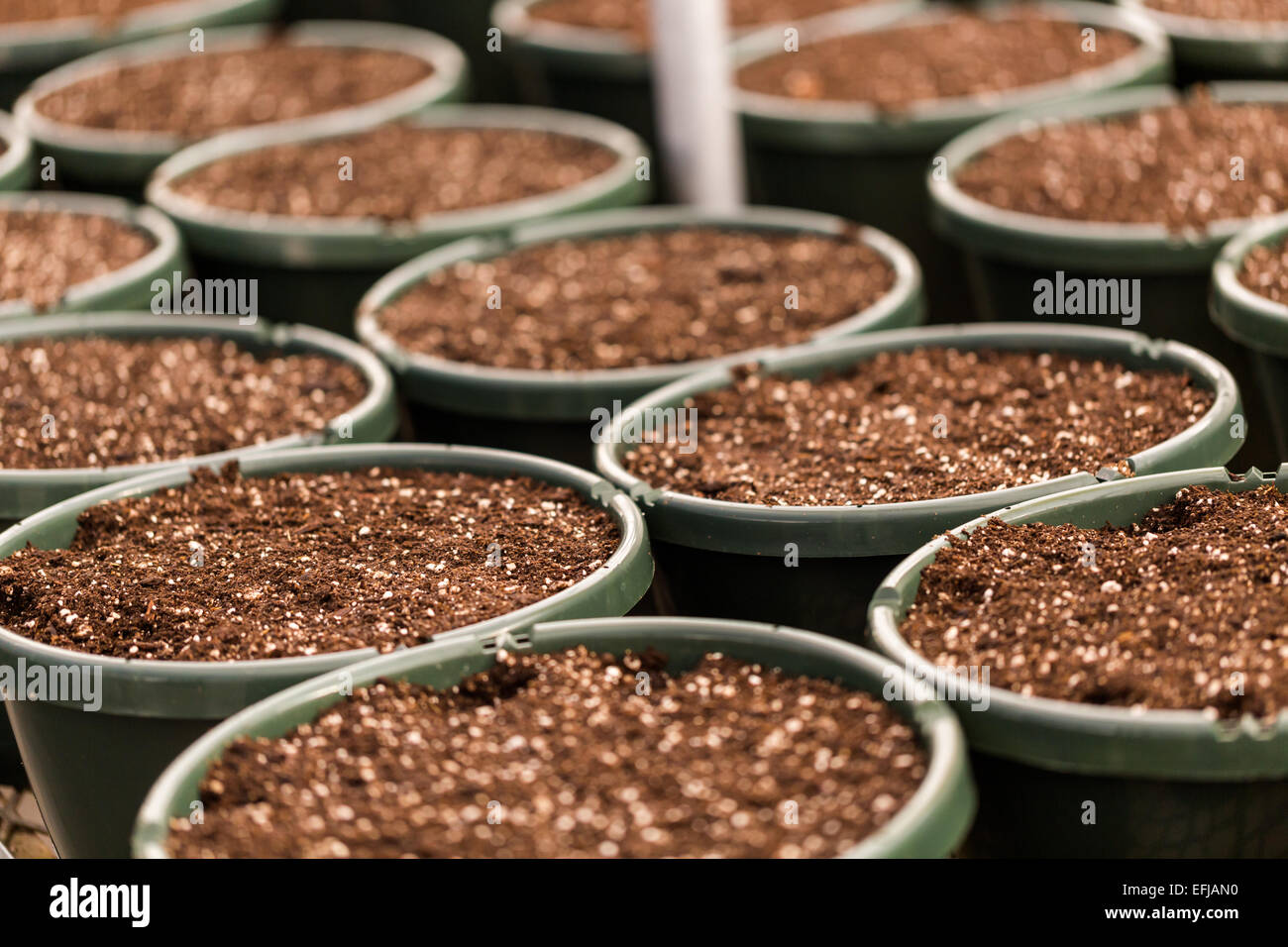 Small planting pots with topsoil ready for planting season Stock Photo ...