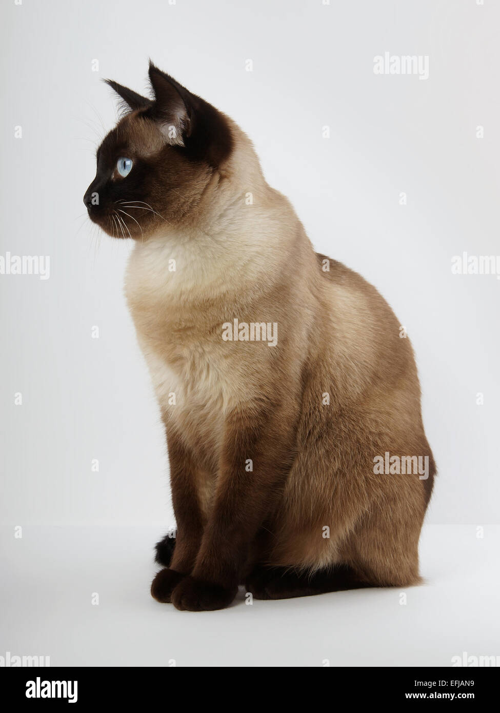 Siamese cat hi-res stock photography and images - Alamy