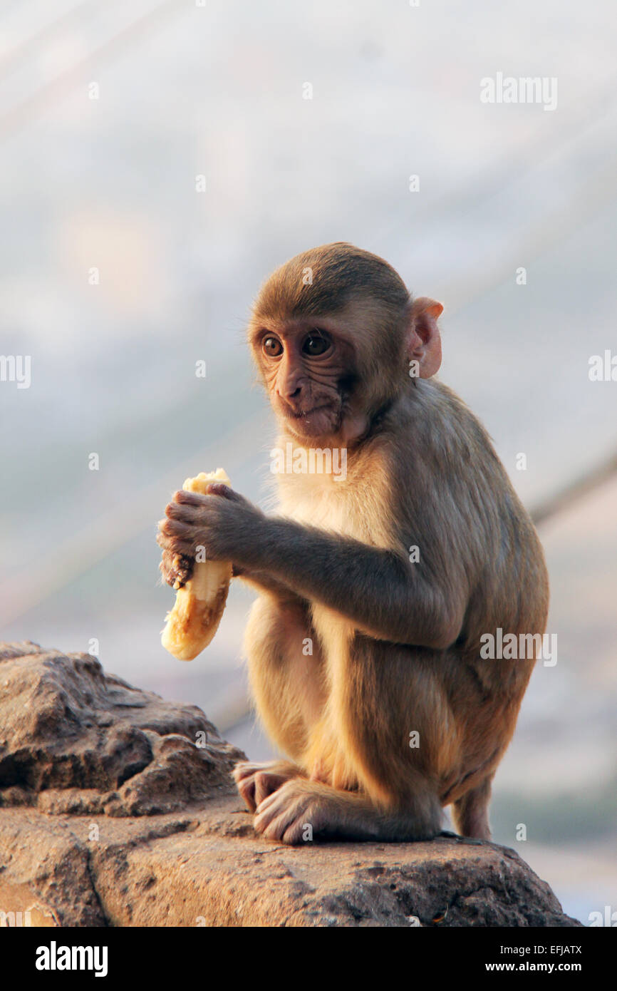 Rhesus Macaque, Macaca mulatta Stock Photo - Alamy