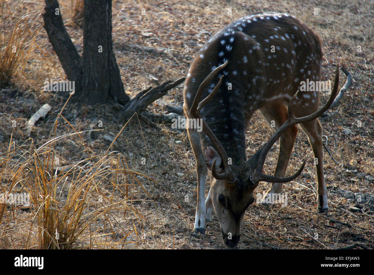 Spotted deer / chital, Axis axis Stock Photo - Alamy