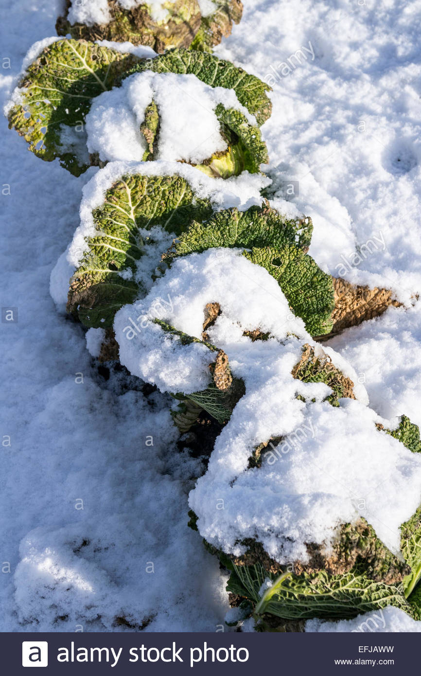 Growing Winter Cabbage Stock Photos & Growing Winter Cabbage Stock ...