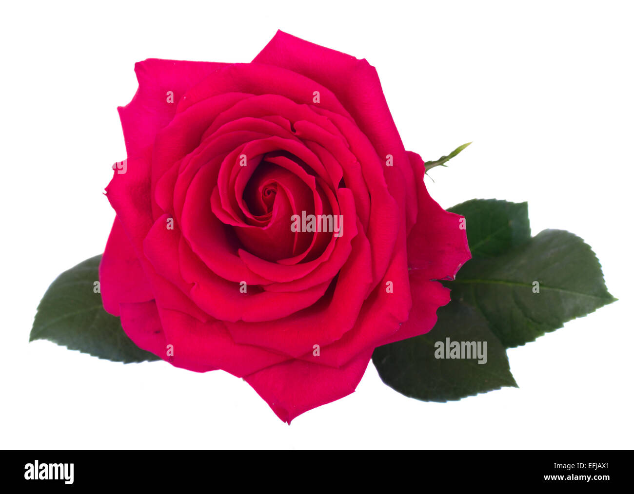 one dark pink roses Stock Photo - Alamy