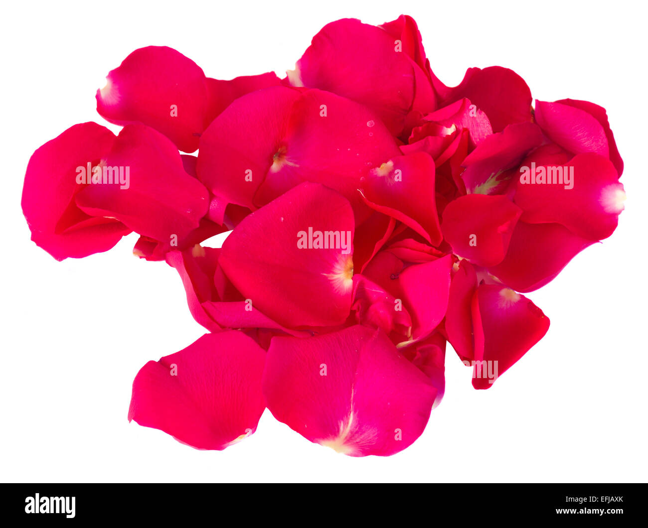Pink roses border Cut Out Stock Images & Pictures - Alamy