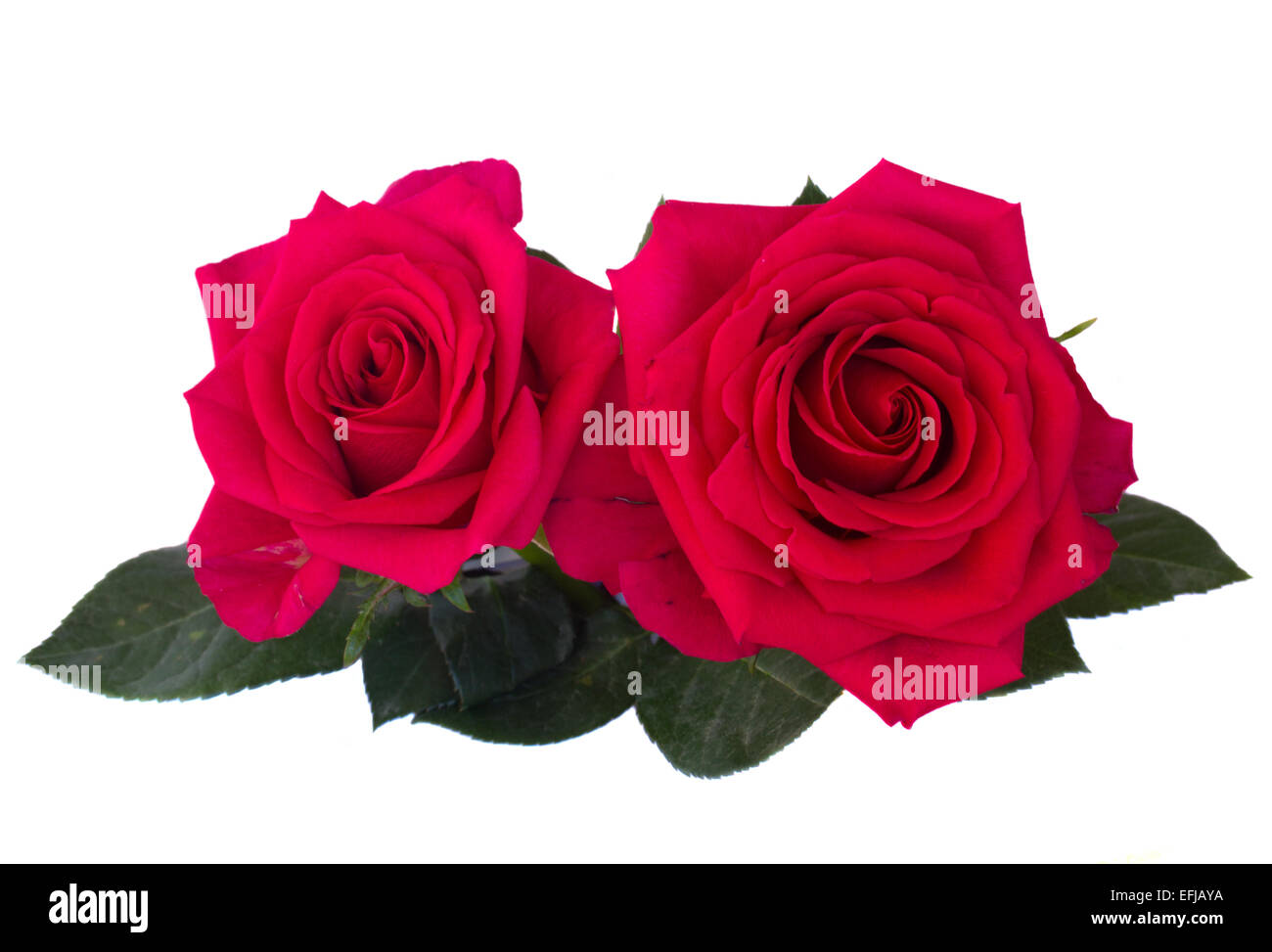 two dark pink roses Stock Photo - Alamy