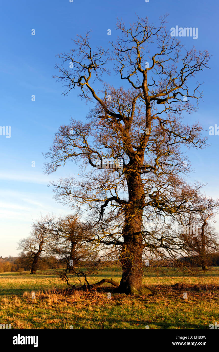 A solitary oak tree standing proudly in winter sunlight, Castle Howard ...