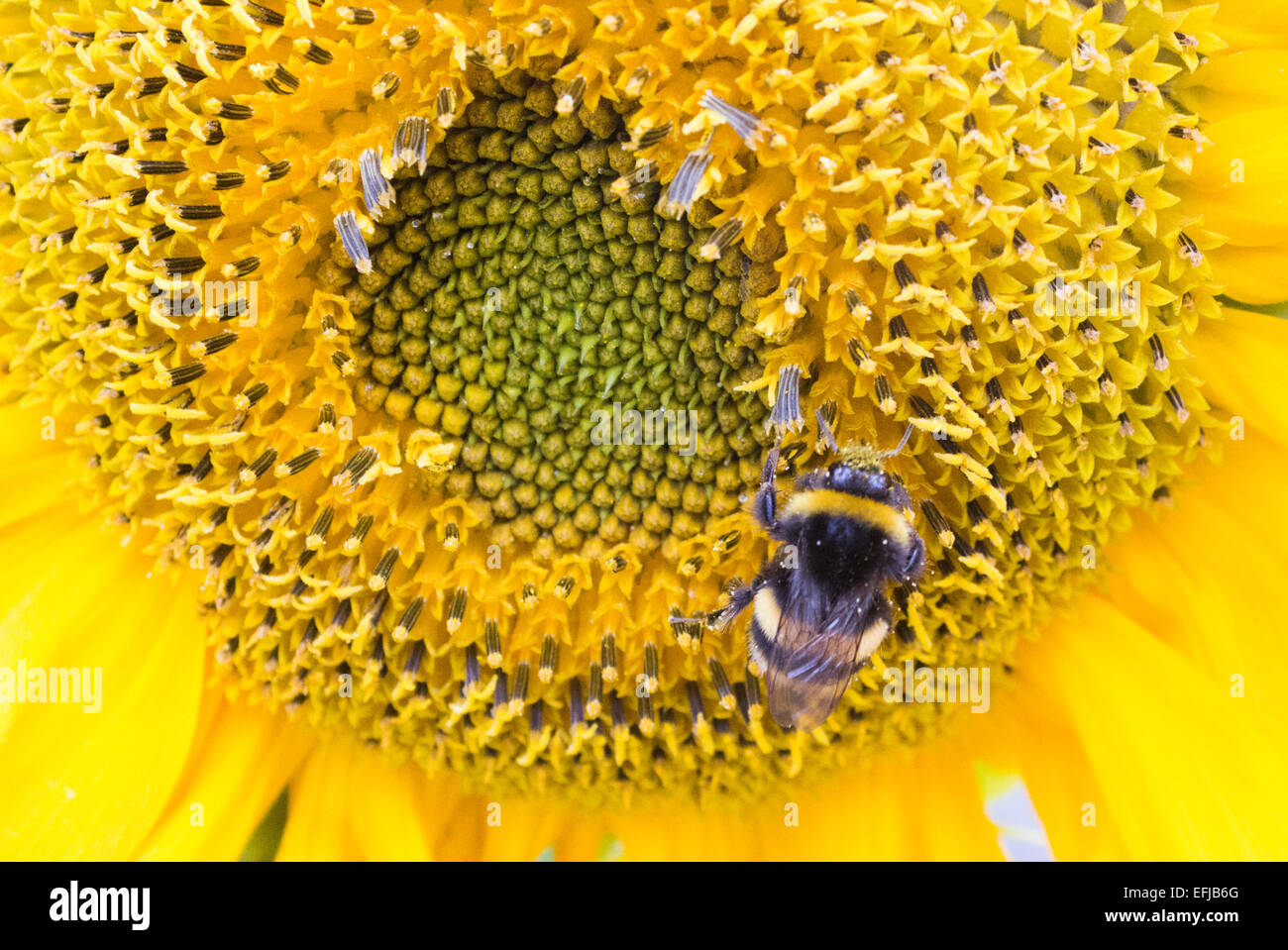 A bumblebee climbing on the face of a sunflower Stock Photo - Alamy
