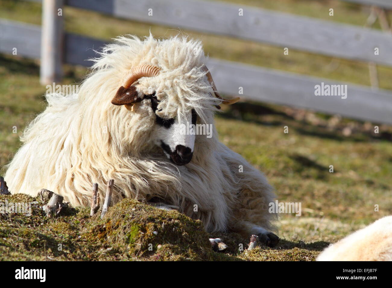 White ram hi-res stock photography and images - Alamy