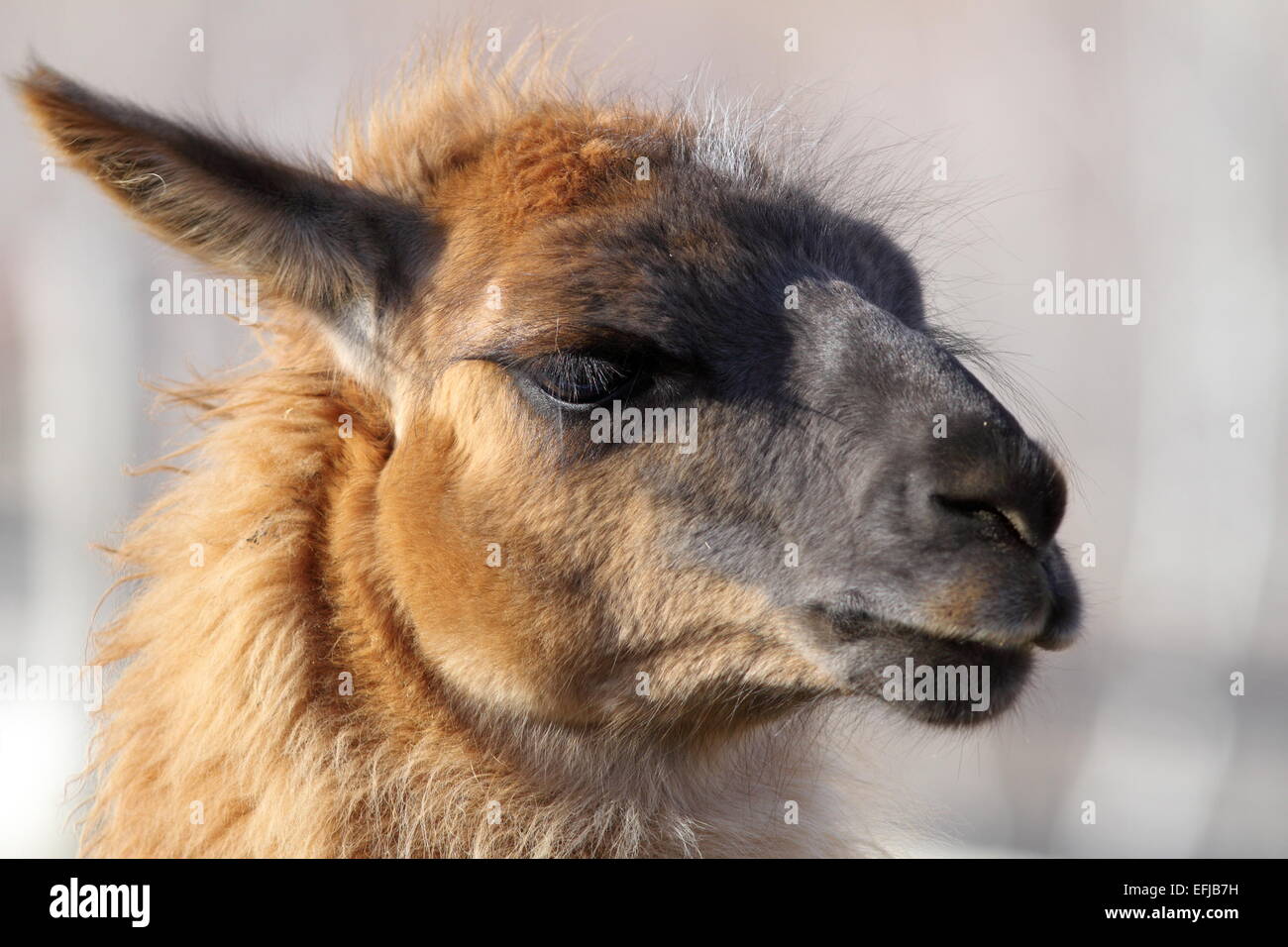 closeup of llama head, portrait of domesticated animal Stock Photo - Alamy