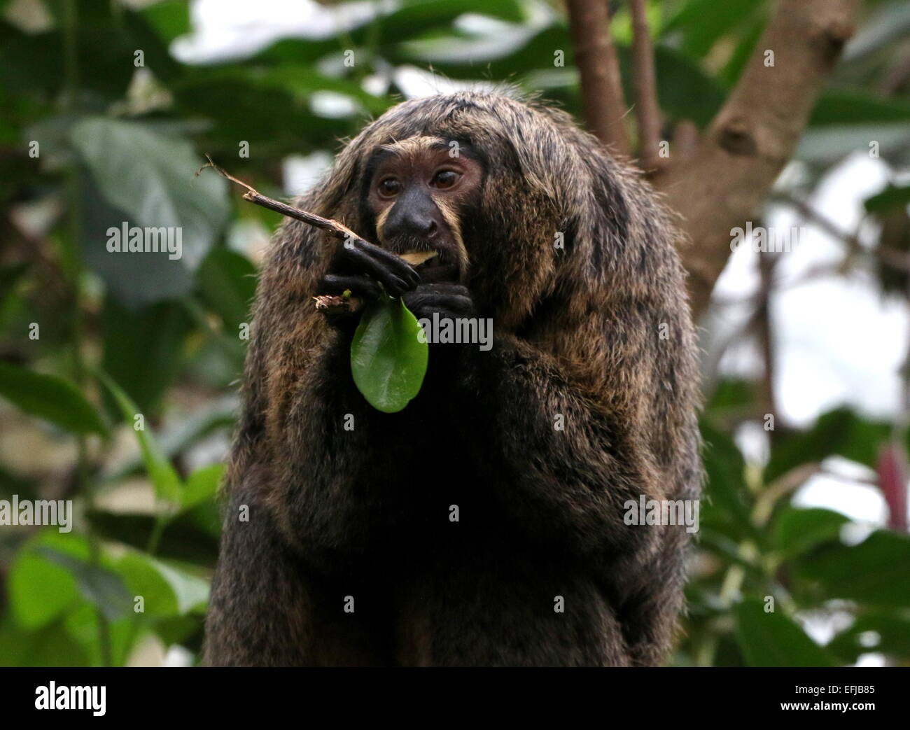 Female South American golden- or white-faced saki monkey (Pithecia ...