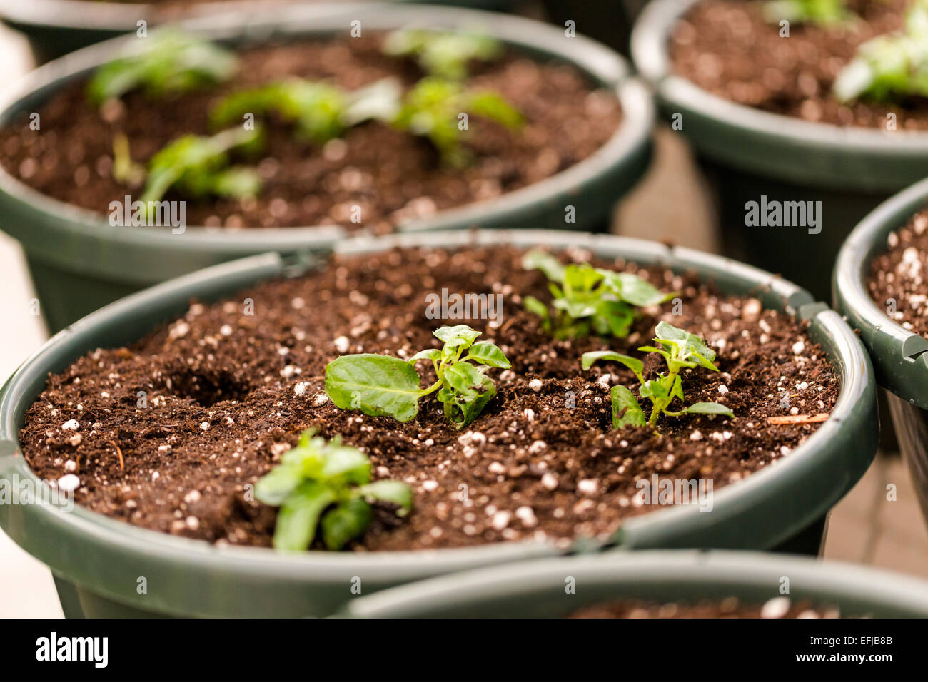 Early Spring planting in green house Stock Photo - Alamy