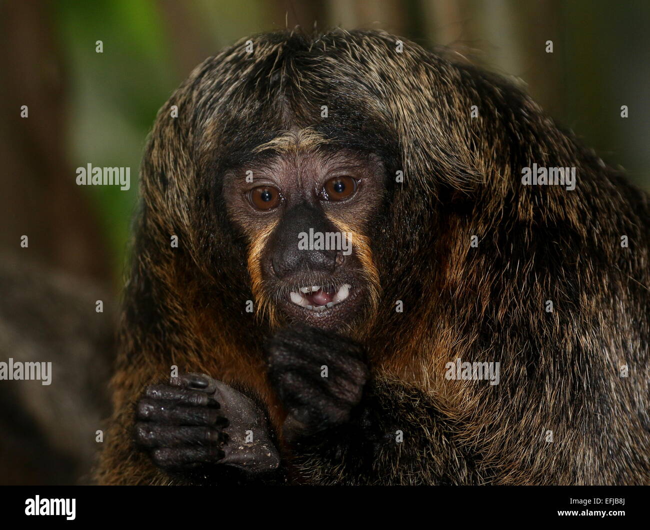 Female South American white faced saki monkey (Pithecia pithecia ...