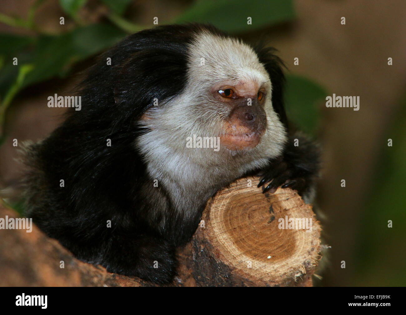 South american white headed tufted hi-res stock photography and images ...