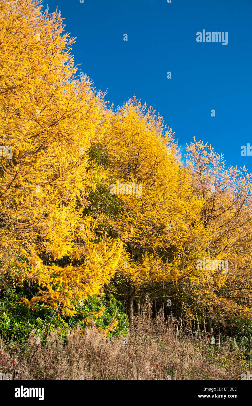 Vivid colour contrast of bright yellow Larch trees and deep blue sky in ...
