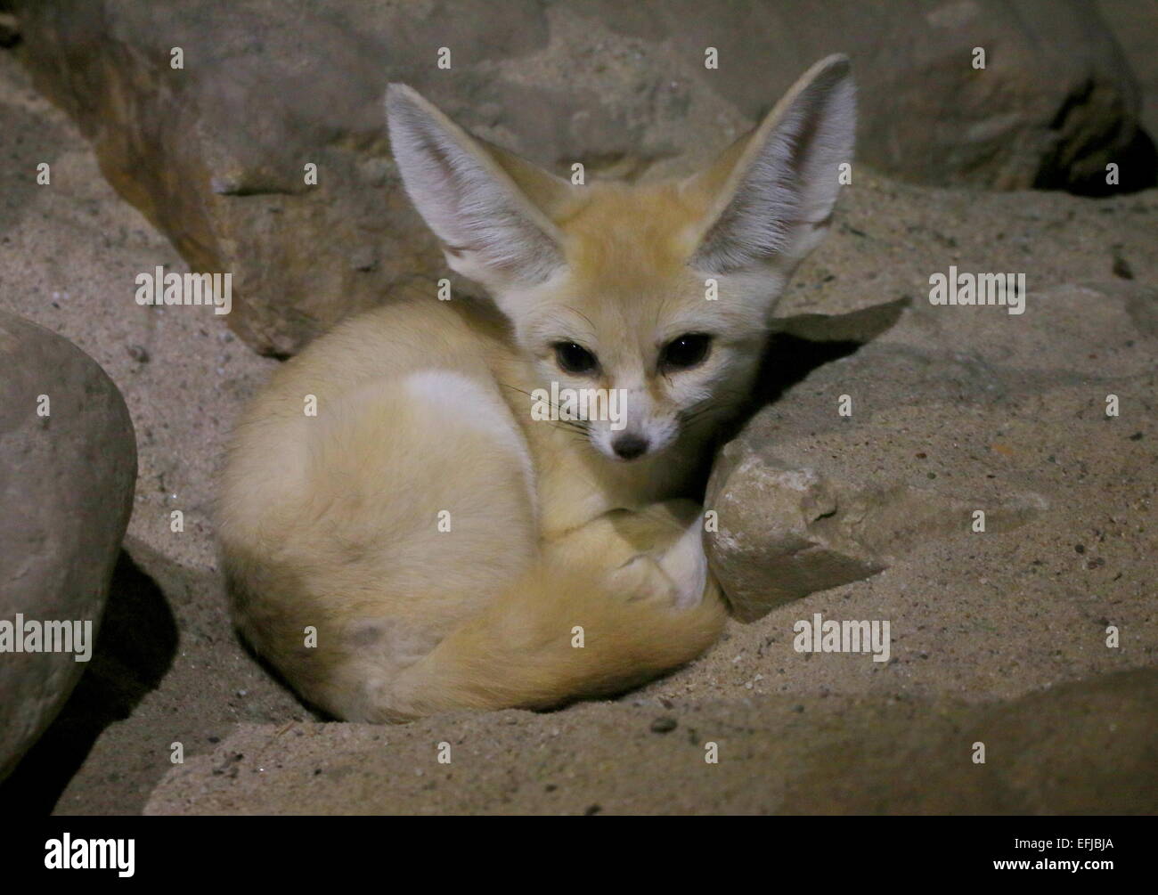 Saharan Fennec Fox (Fennecus zerda Stock Photo - Alamy
