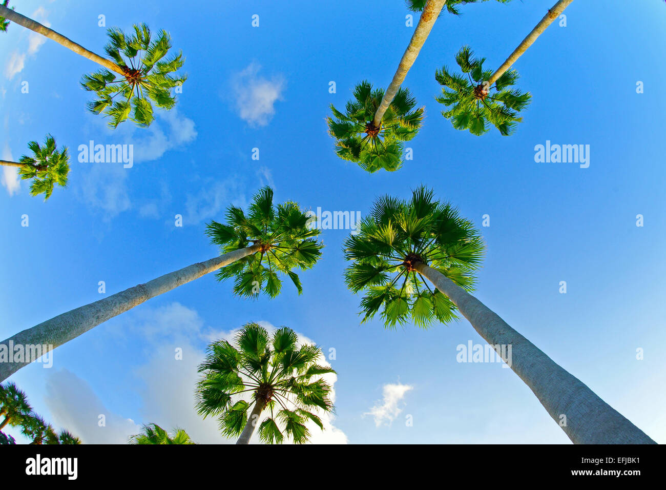 Palm trees with blue sky i the background Stock Photo - Alamy