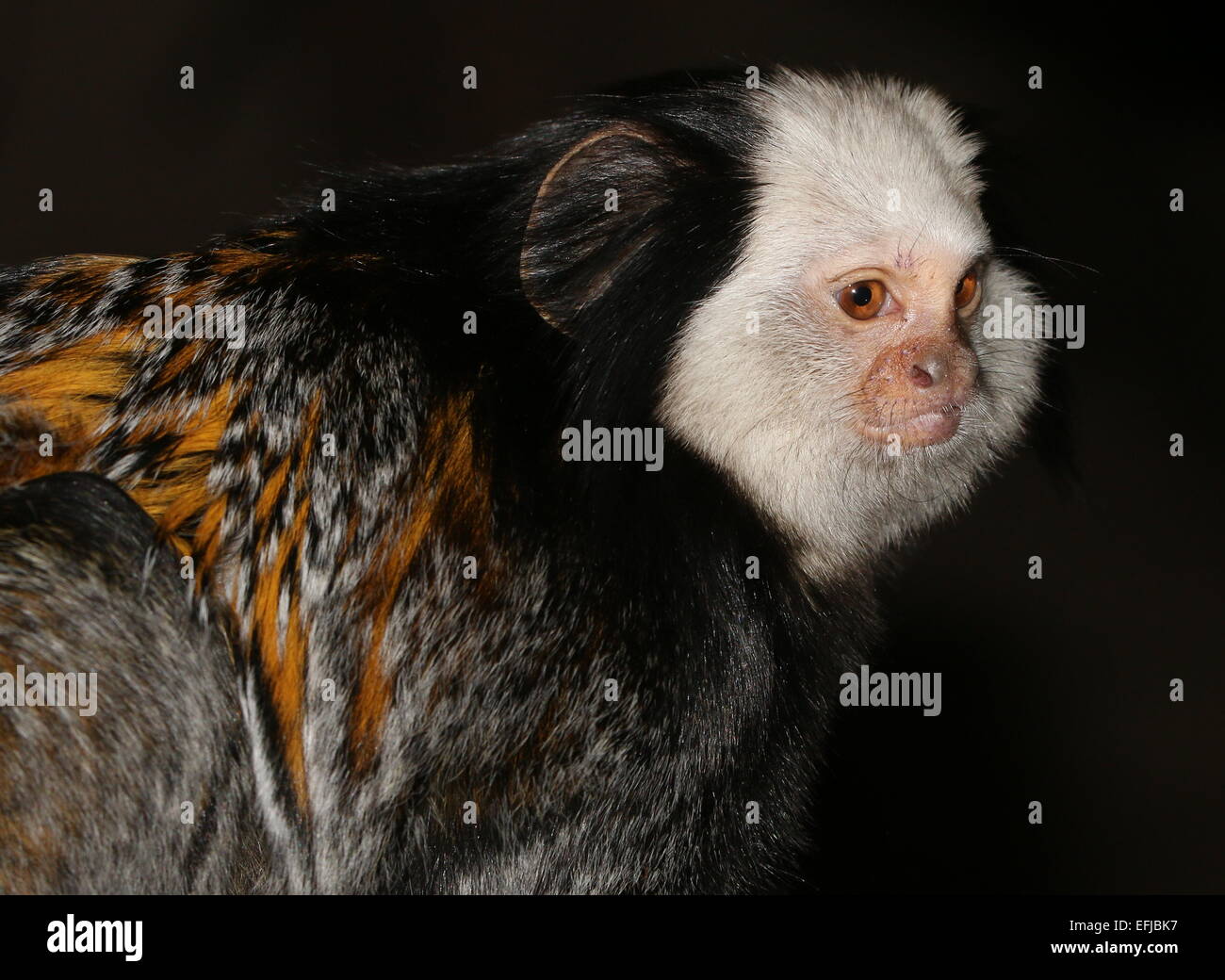 White-headed or tufted-ear marmoset (Callithrix geoffroyi), native to ...