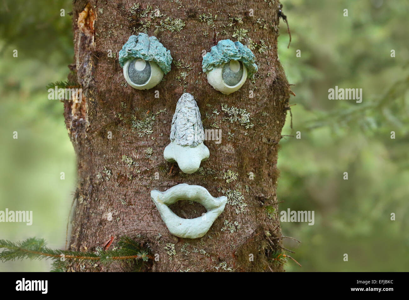 Sitka spruce with a face Stock Photo - Alamy