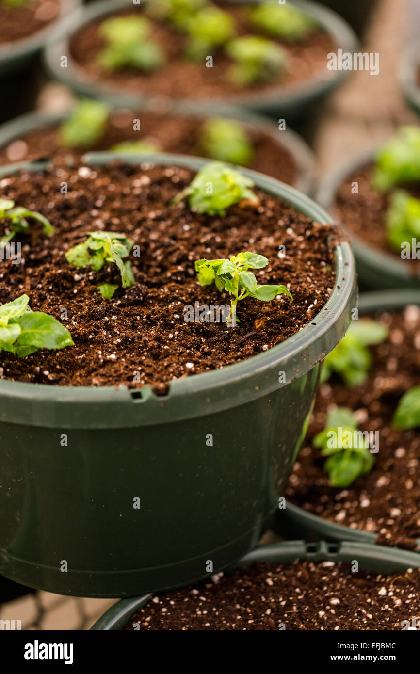 Early Spring planting in green house Stock Photo - Alamy