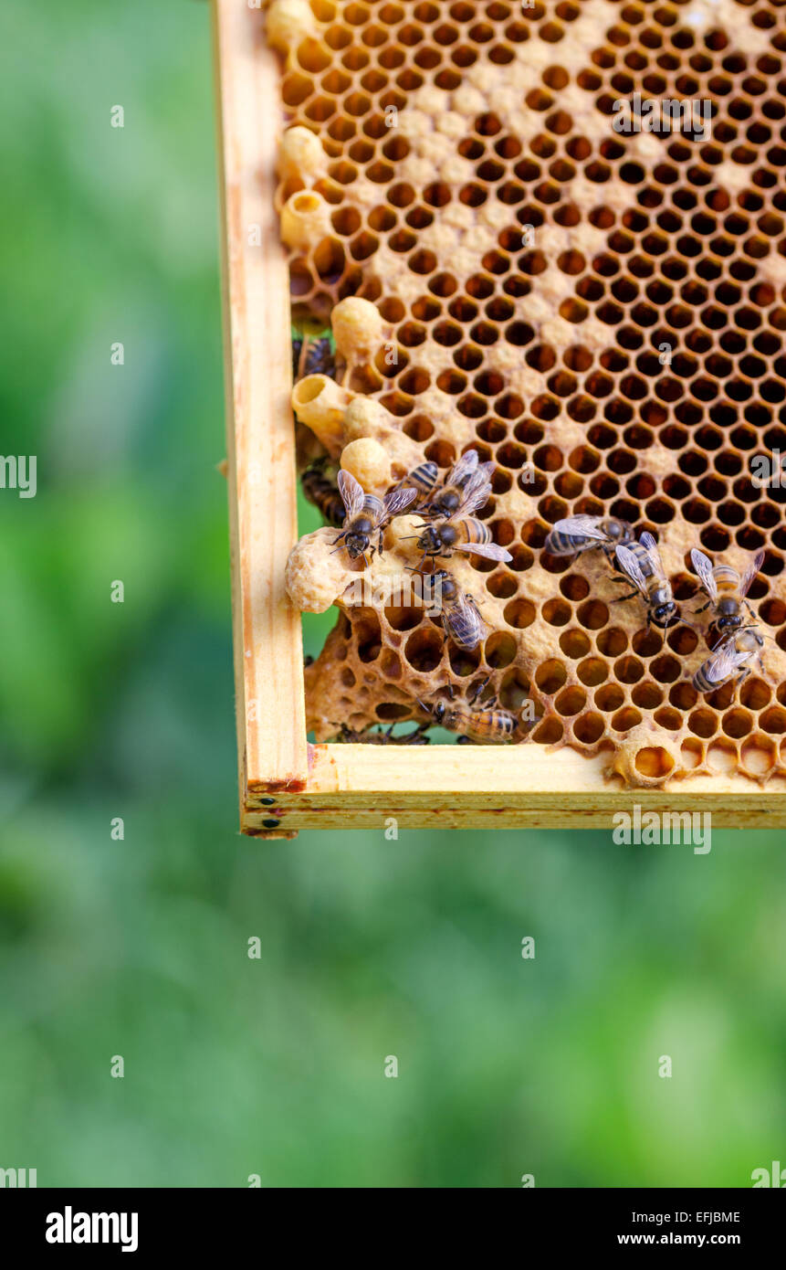 Queen cell hi-res stock photography and images - Alamy