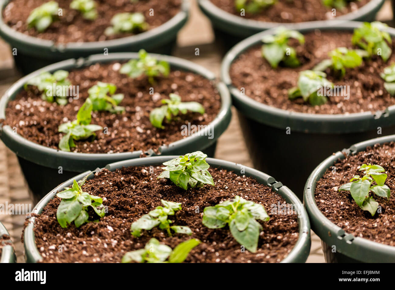 Early Spring planting in green house Stock Photo - Alamy