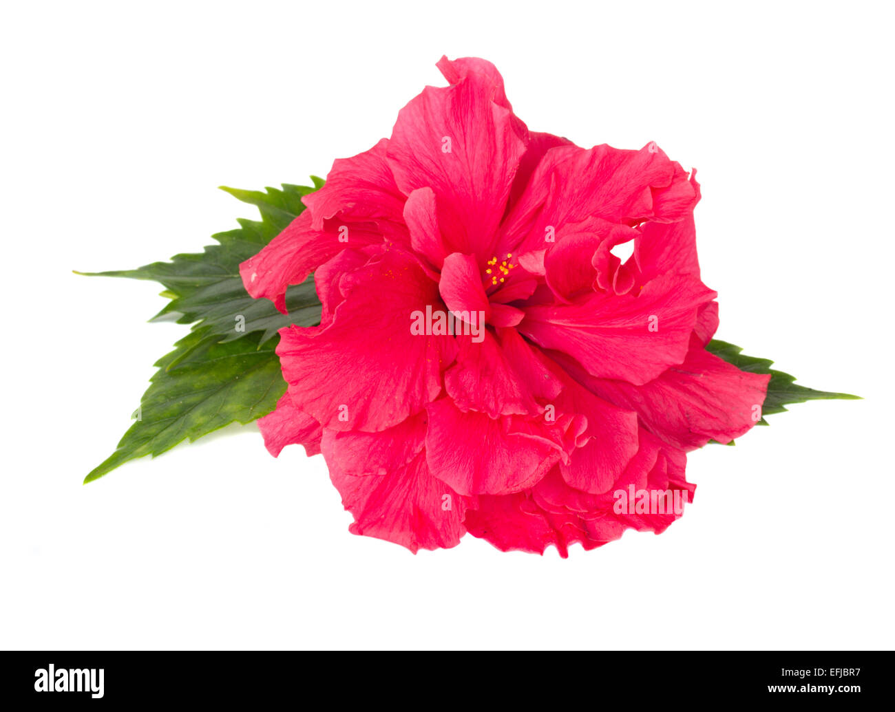 Hibiscus border hi-res stock photography and images - Alamy