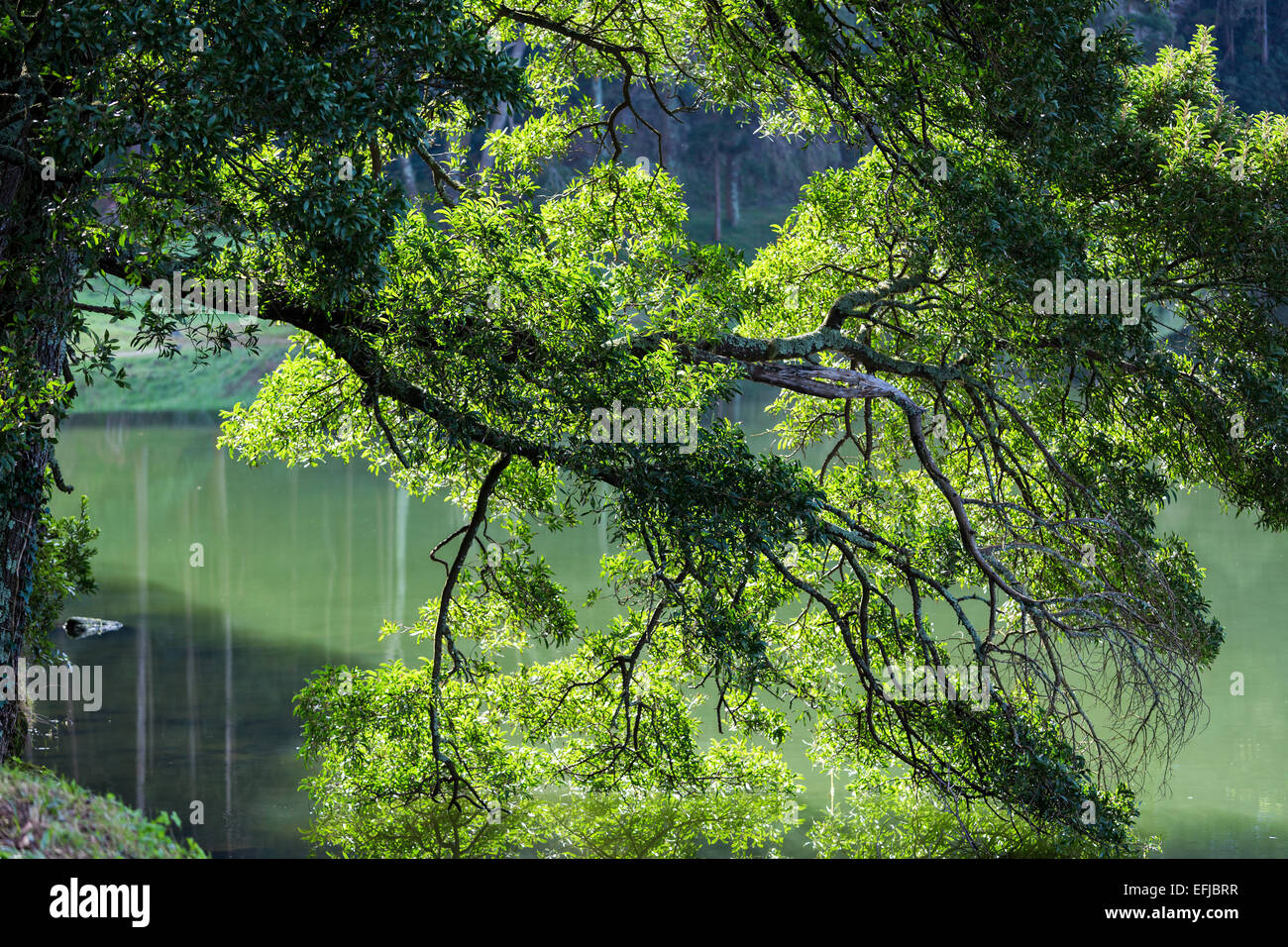 Sunny tree branches hi-res stock photography and images - Alamy