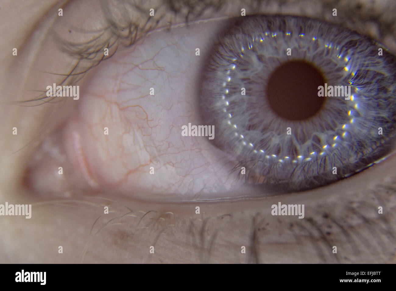 blue eye lit by ring flash Stock Photo - Alamy