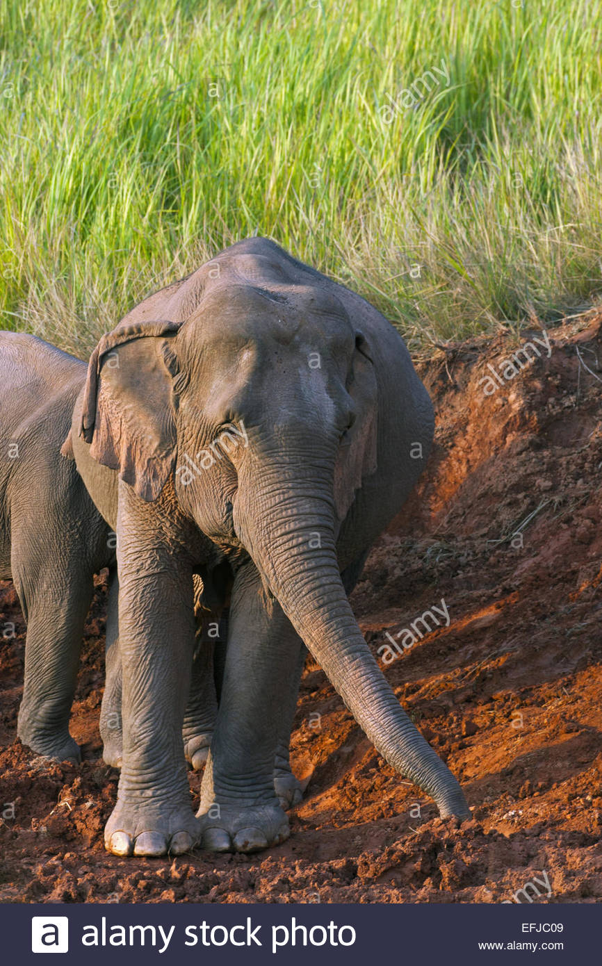 Elephants Diet High Resolution Stock Photography and Images - Alamy