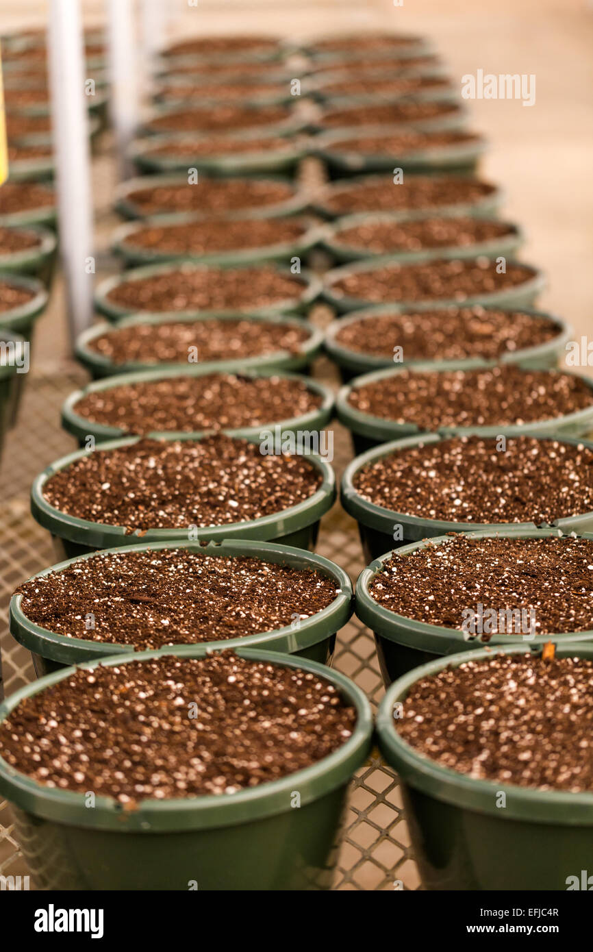 Small planting pots with topsoil ready for planting season Stock Photo ...