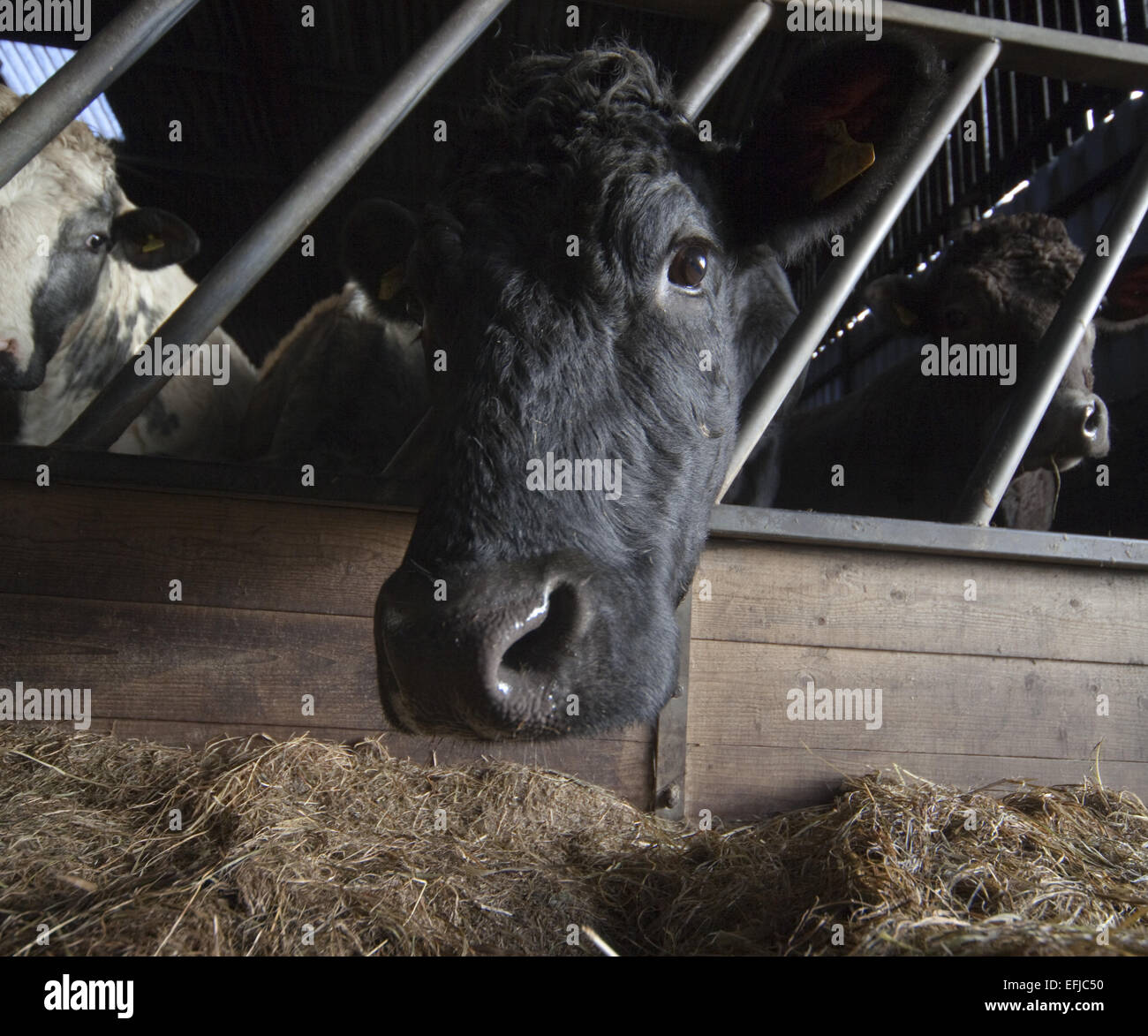Young beef cattle in sheds at farm in the Yorkshire Pennines Stock ...