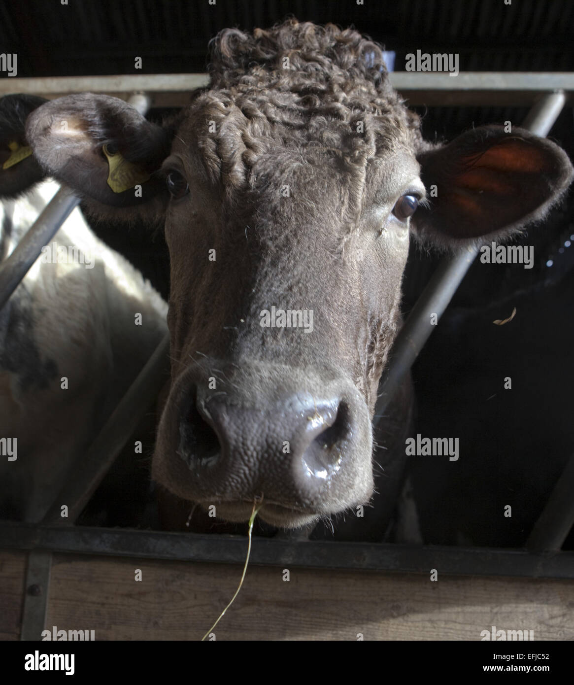 Young beef cattle in sheds at farm in the Yorkshire Pennines Stock ...