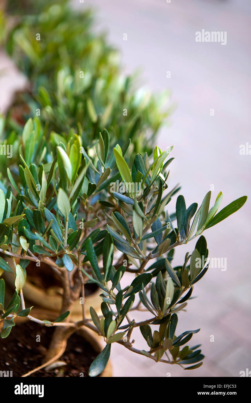 Young olive trees growing on hi-res stock photography and images - Alamy