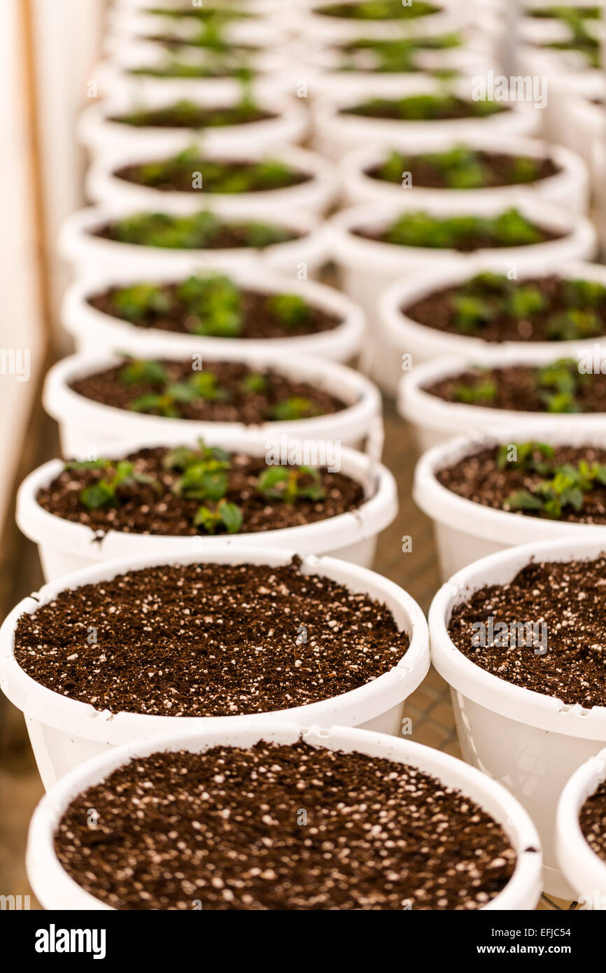 Early Spring planting in green house Stock Photo - Alamy