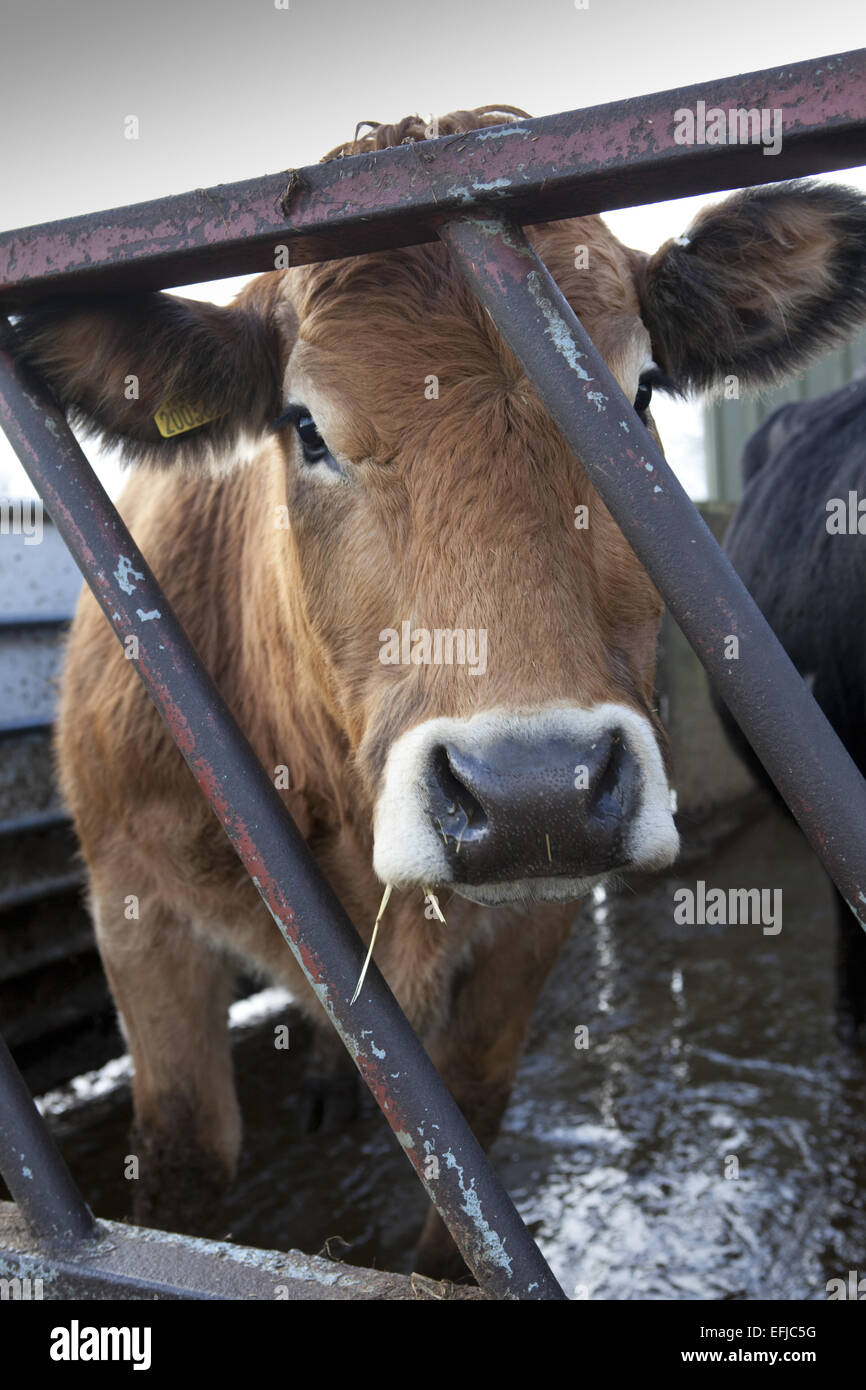 Young beef cattle in sheds at farm in the Yorkshire Pennines Stock ...
