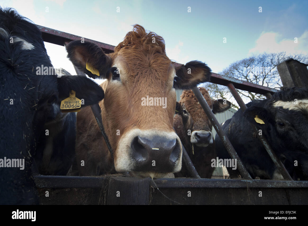 Young beef cattle in sheds at farm in the Yorkshire Pennines Stock ...