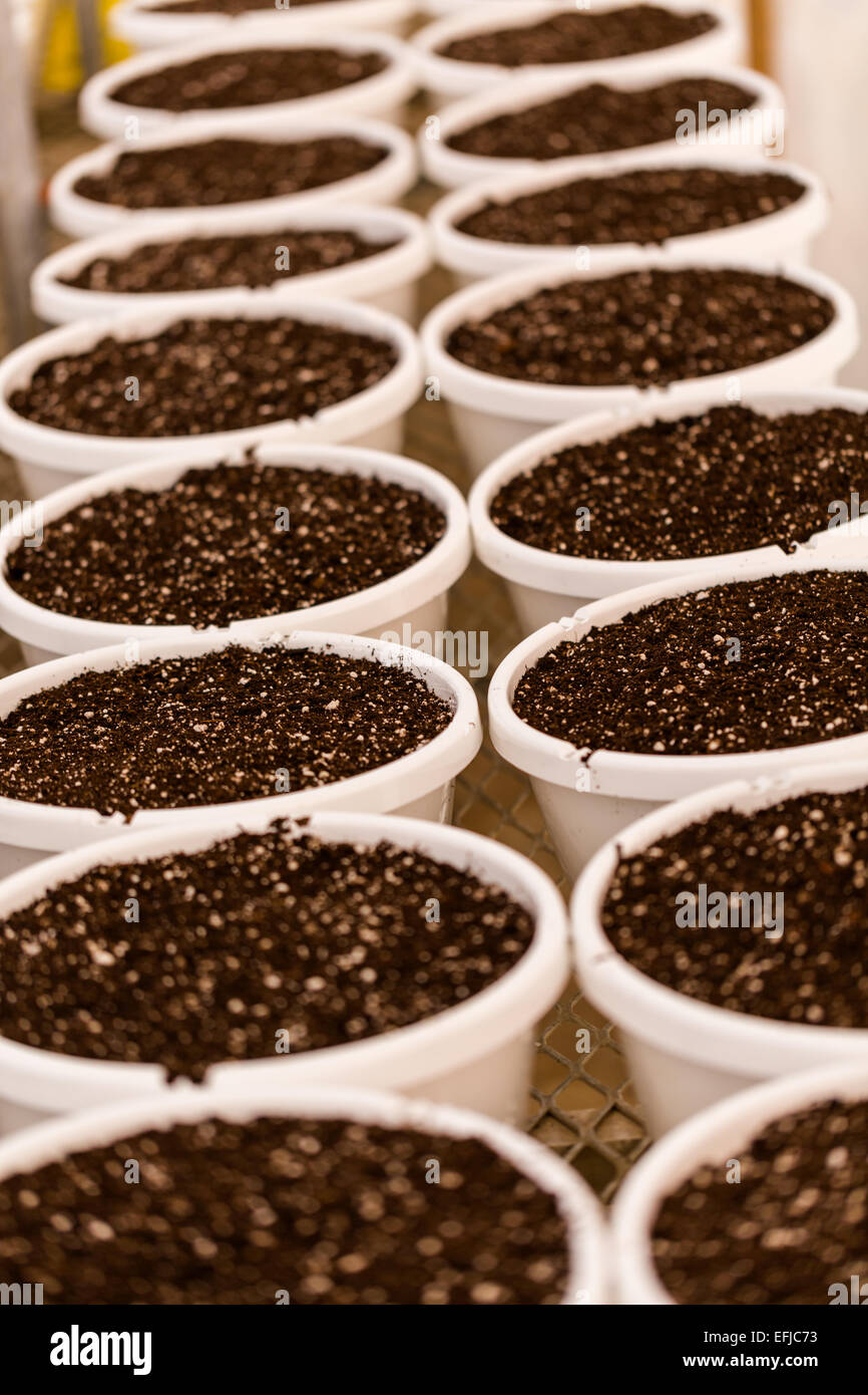 Early Spring planting in green house Stock Photo - Alamy