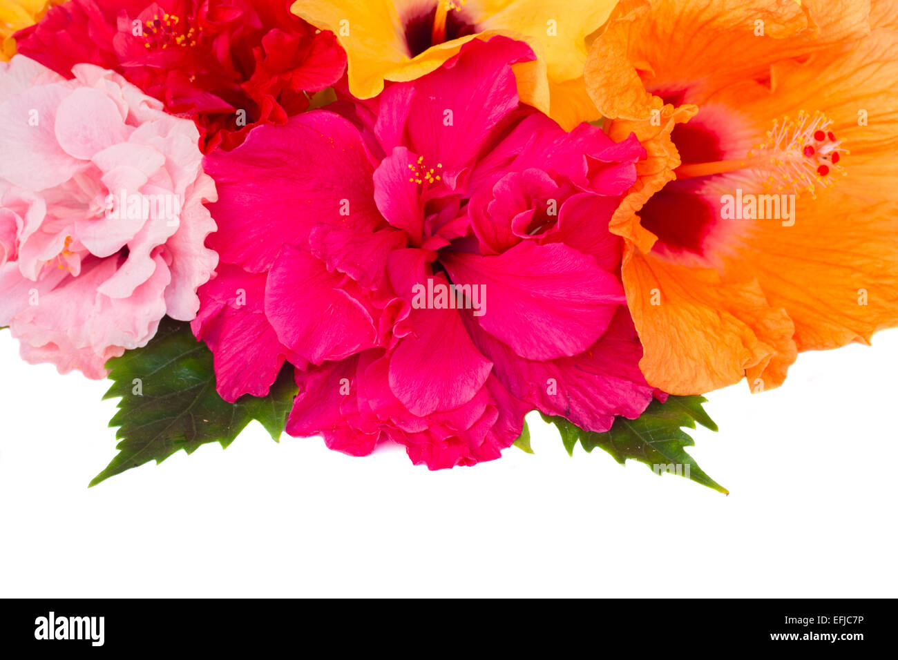 Pink Hibiscus Border