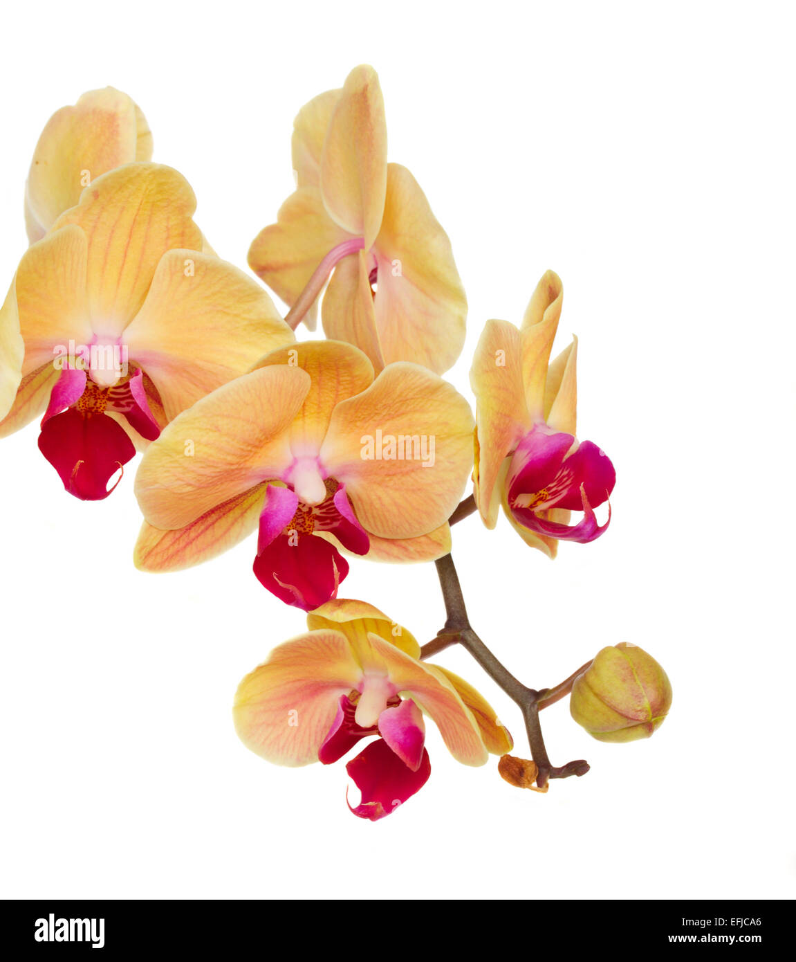 orange orchid branch Stock Photo - Alamy